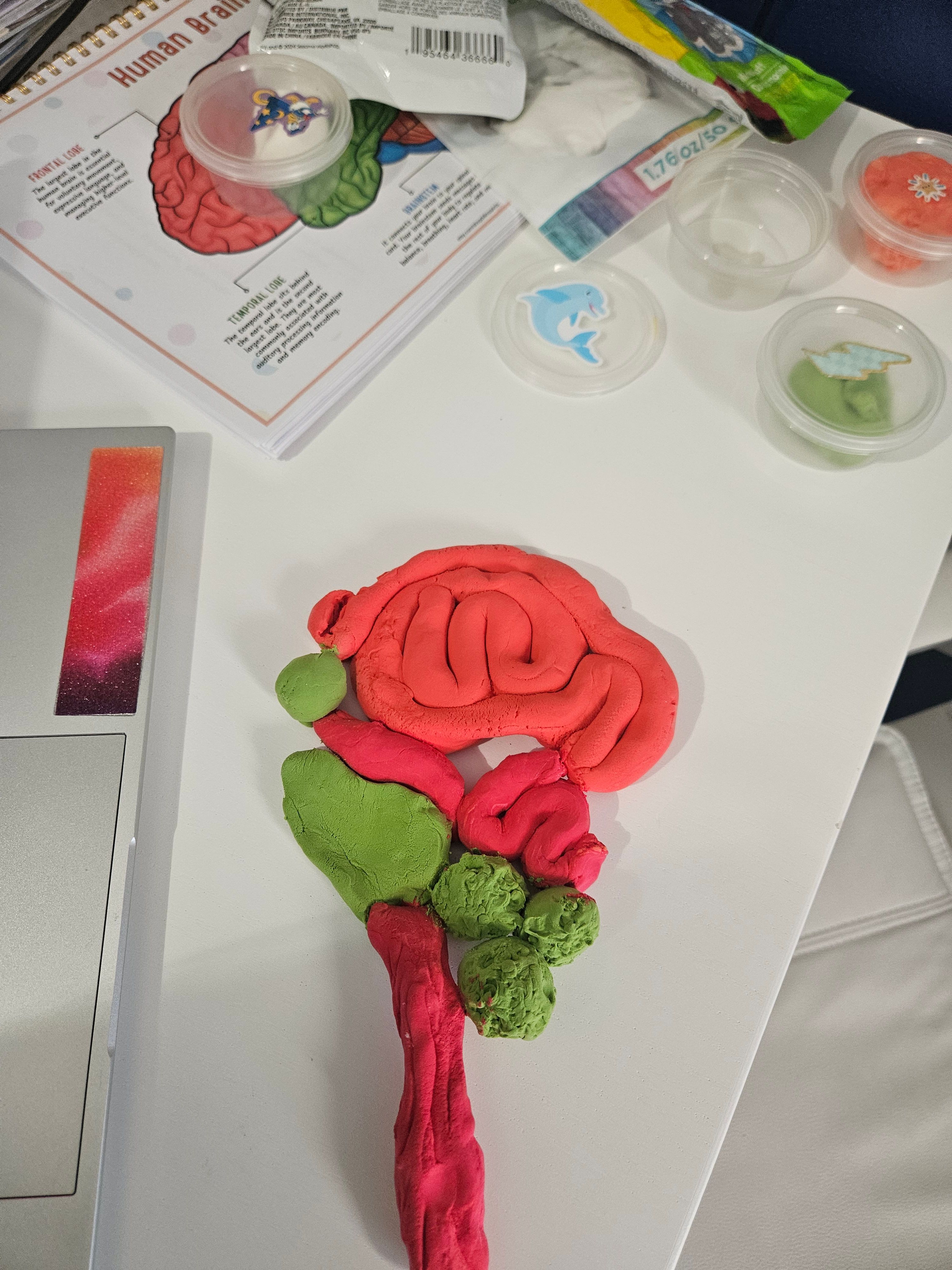Build the Human Body With Clay: Hands-On Anatomy, Biology, and Life ...