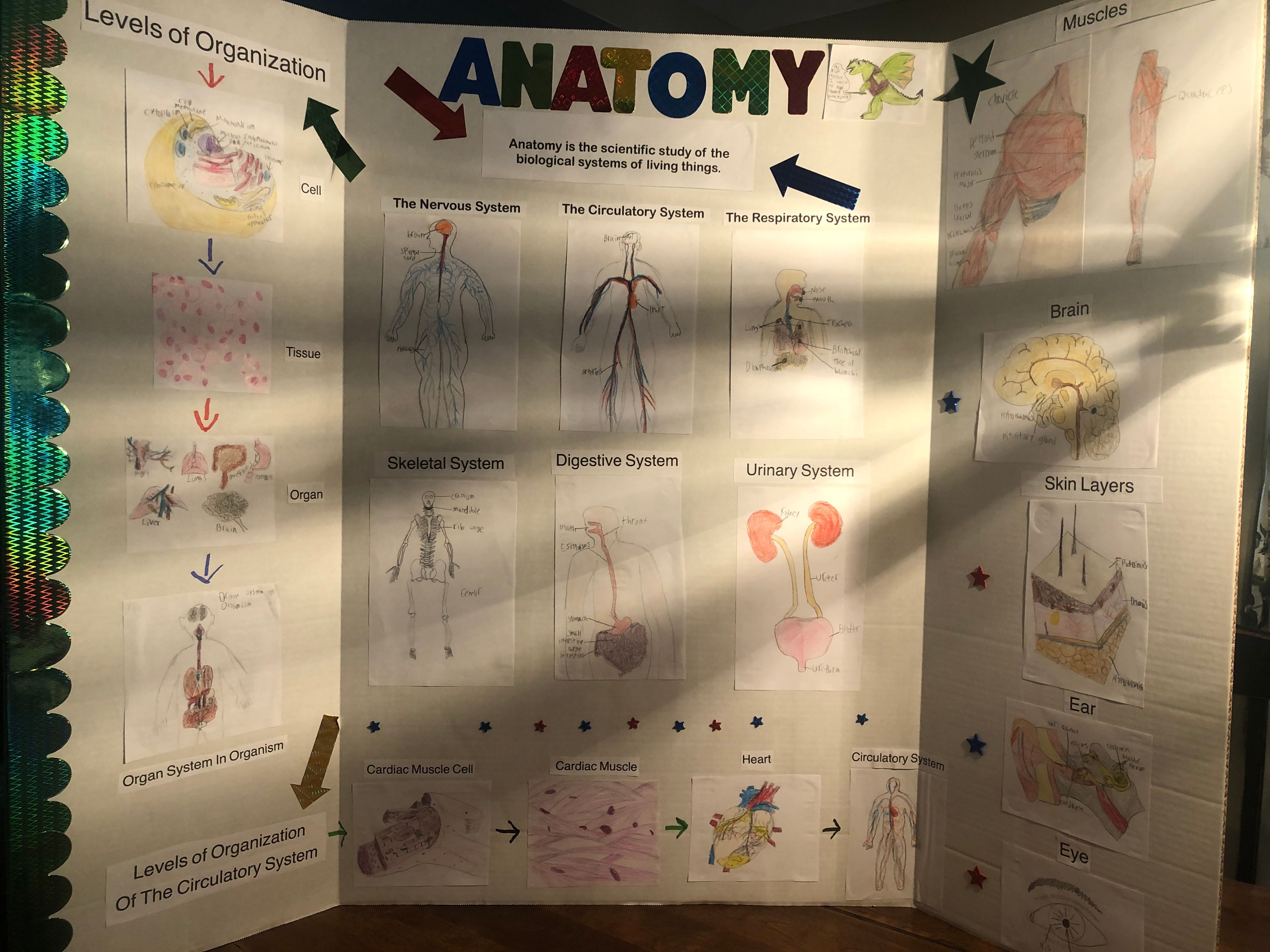 Intro to Anatomy | Small Online Class for Ages 9-14 | Outschool