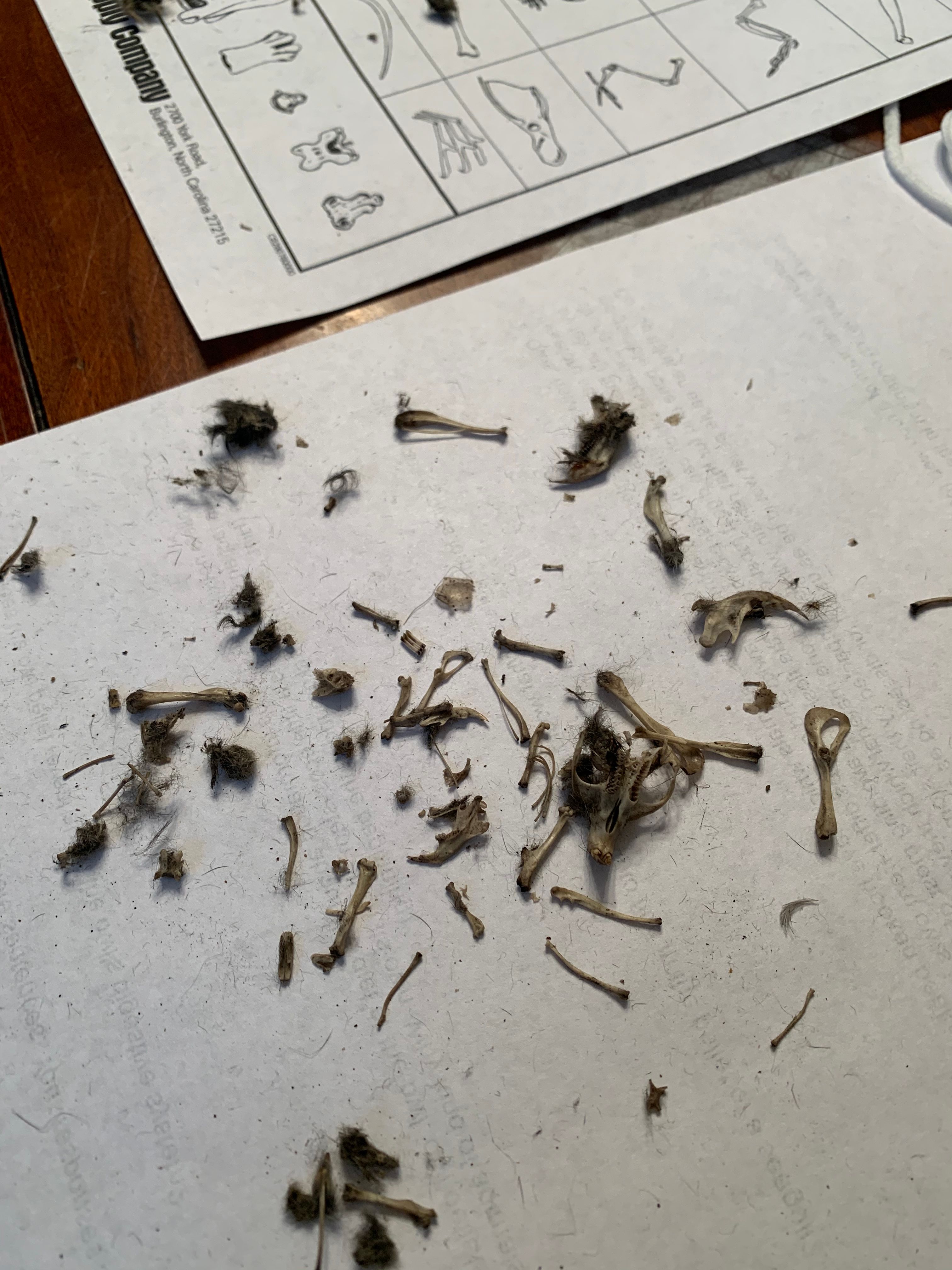 Summer Owl Pellet Dissection Lab - Animal Science | Small Online Class ...
