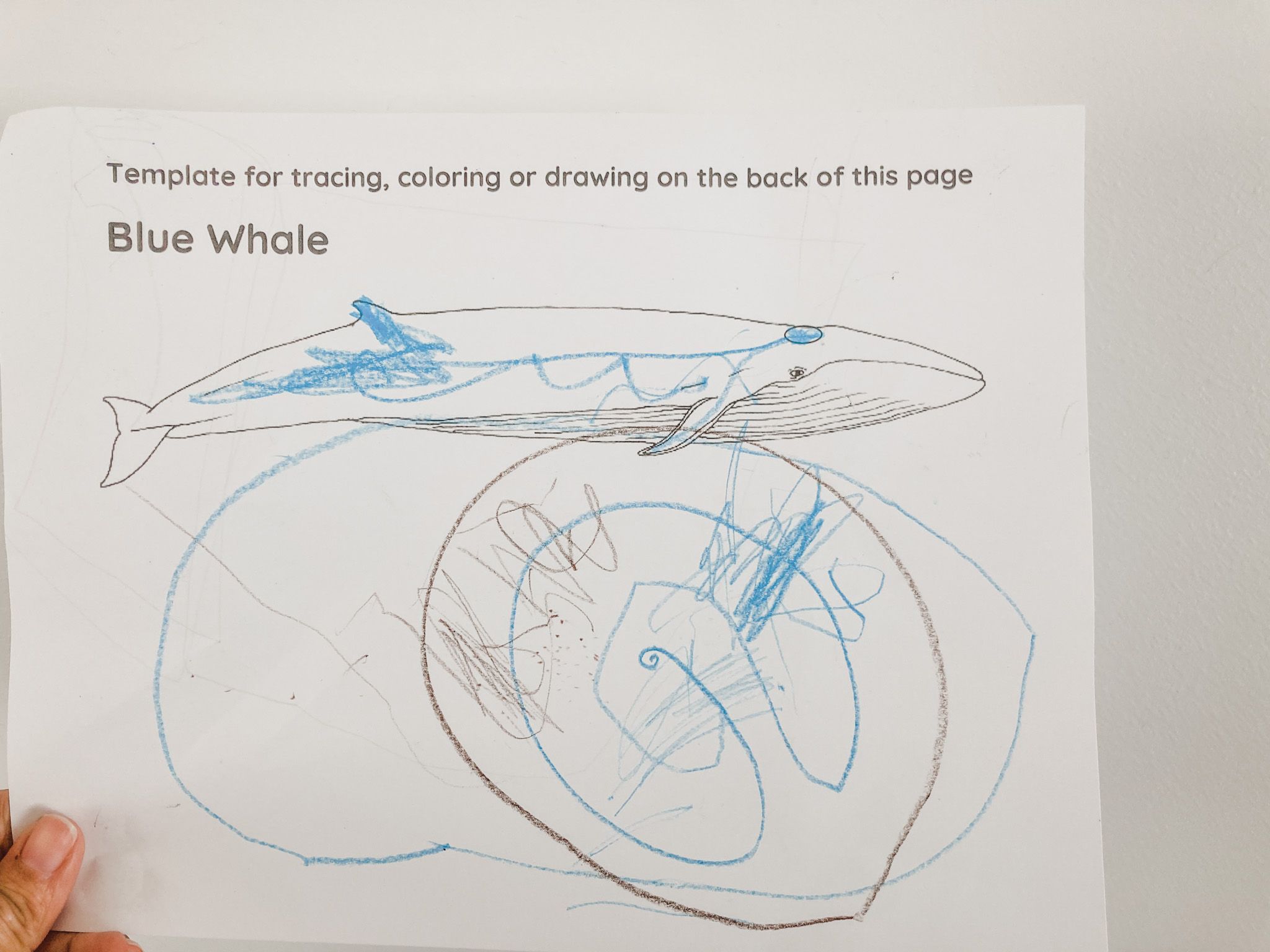 Wildlife Ocean Science: Blue Whales | Small Online Class for Ages 8-12 ...